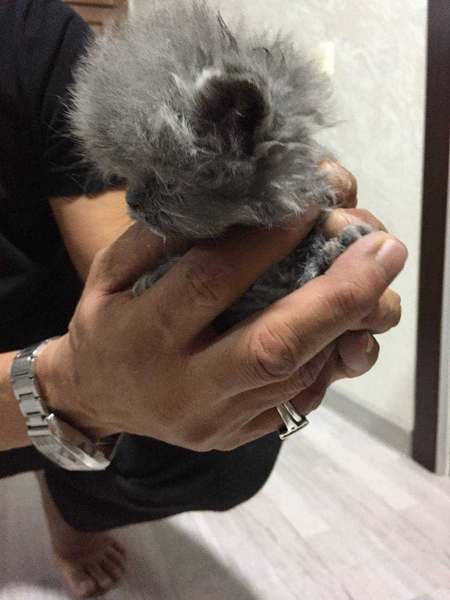 Британские котята фолд