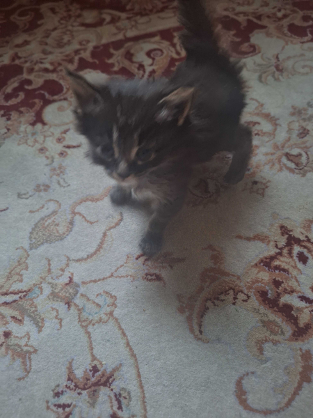 Котята в хорошие руки
