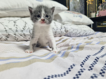 Котята Scottish fold и Scottish straight