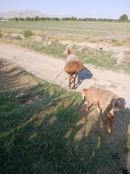 Qõchqor zoti edilbay