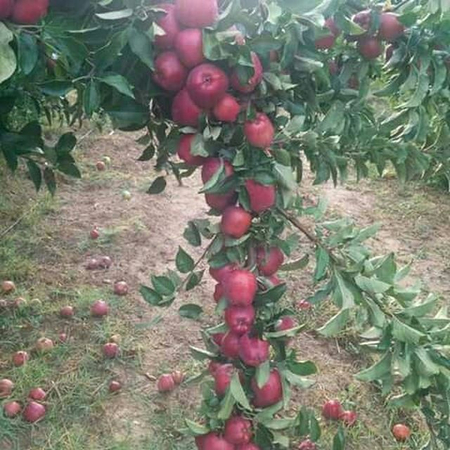 OLMA kuchat eng yangi sortlarimiz bor sortiga qonuniy kafolat beramiz