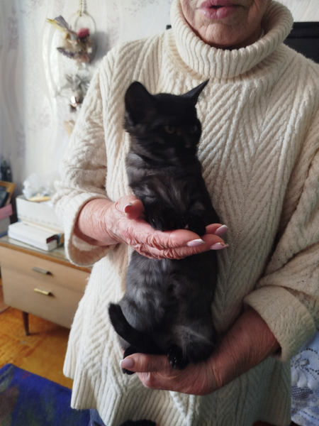 Отдам кота в хорошие руки