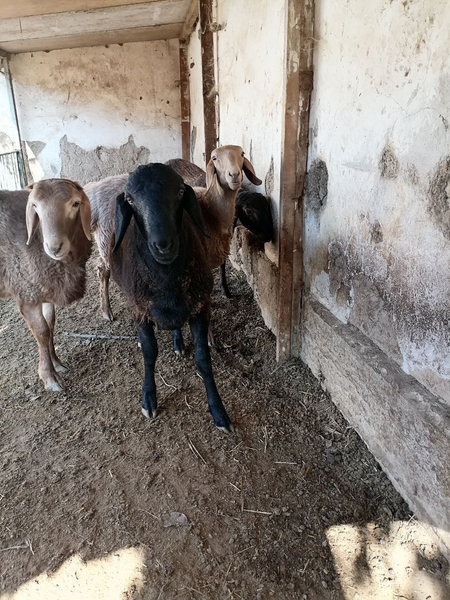 3ta qochqor 1ta urg\\\'ochi qirğiz qoylari