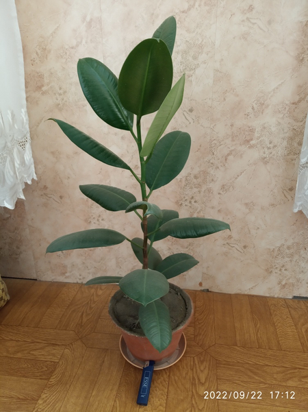 Продам фикус. Надежда.