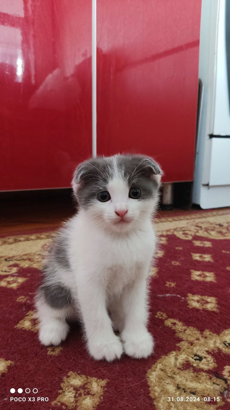 Котята Шотландские
