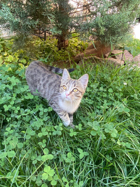 Котёнок в добрые руки
