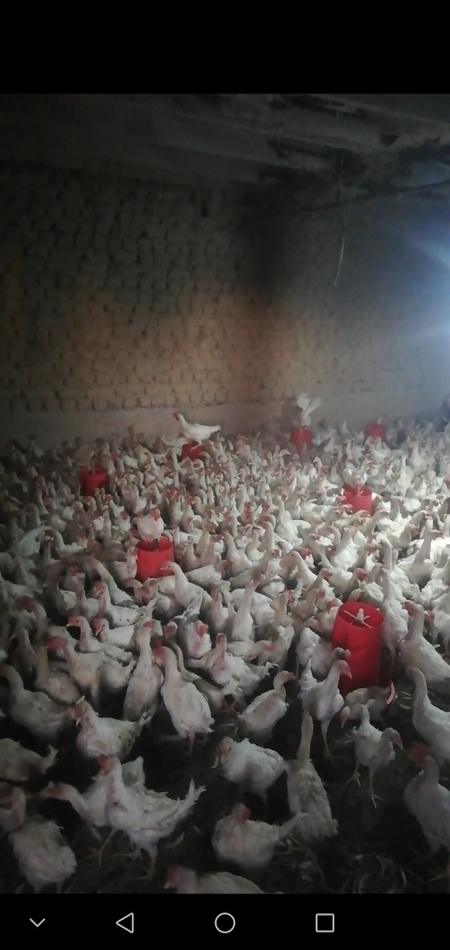 Хурозлар 1000 дона