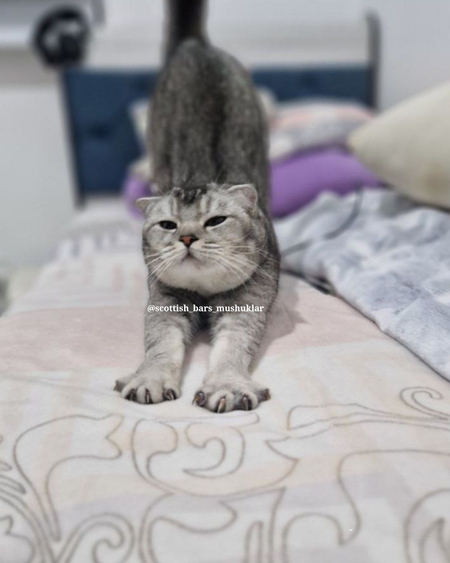 Мушук зотдор,кошка Скоттиш фолд шиншилла