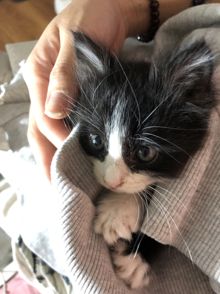 Котенок сладкая девочка