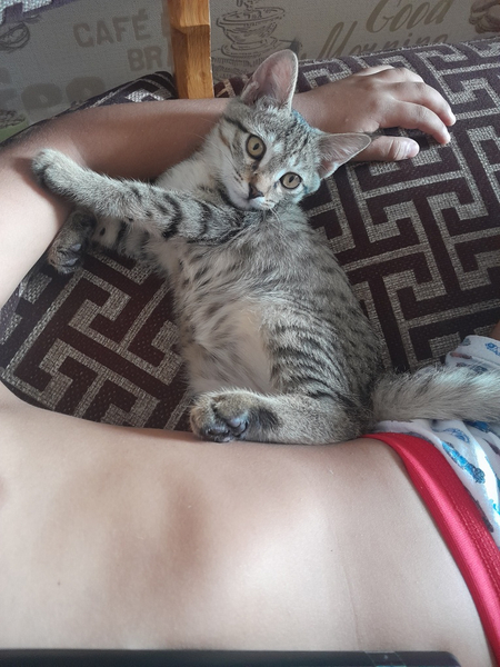 Срочно! Только в добрые руки! Домашний котёнок (девочка)!