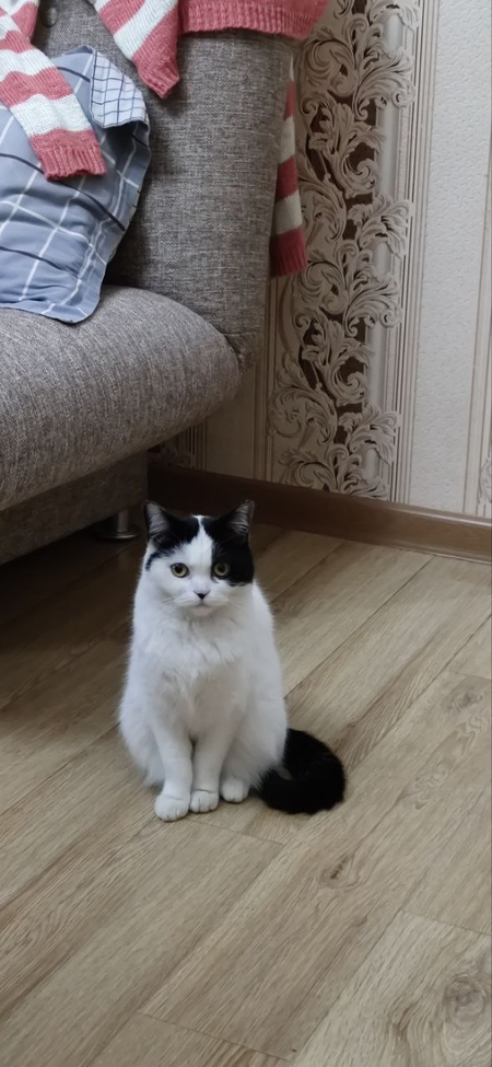 Отдам в добрые руки кошечкк