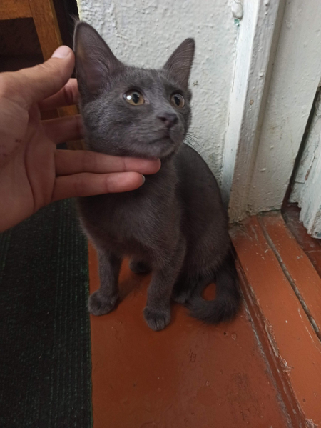 Котёнок продаётся