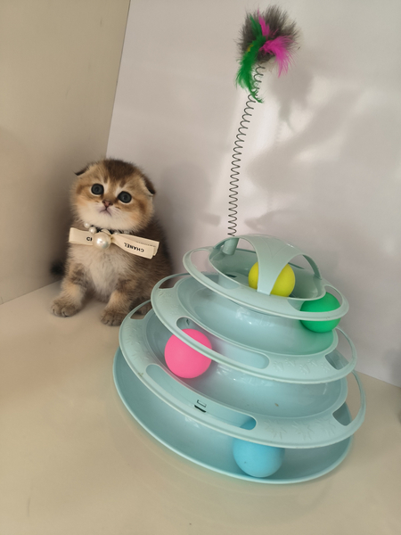 Котята от правильной вязки