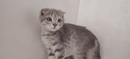 Котенок скоттиш фолд девочка 3 месяца
