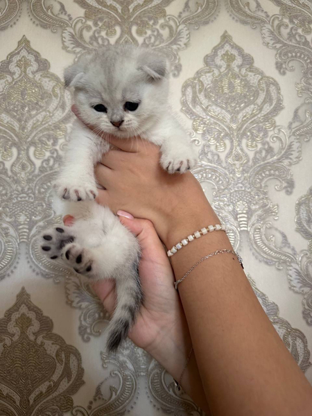 Скотиш фолд, чистокровная шиншилла