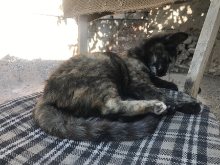 Котенок-девочка в добрые руки