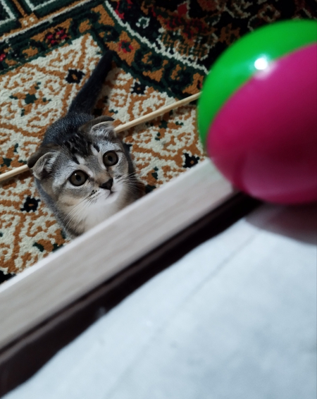 Скоттиш фолд ва скоттиш страйт