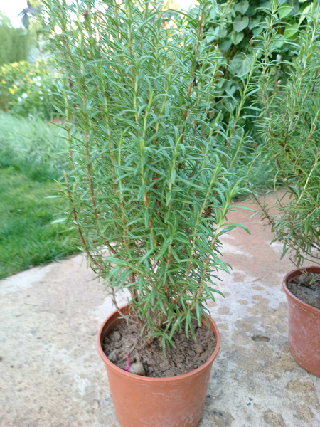 Розмарин / Rosmarinus officinalis