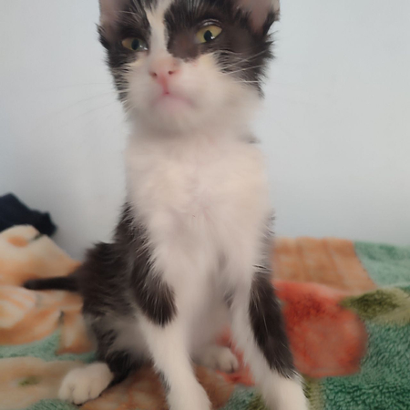 Бесплатно котята в добрые руки