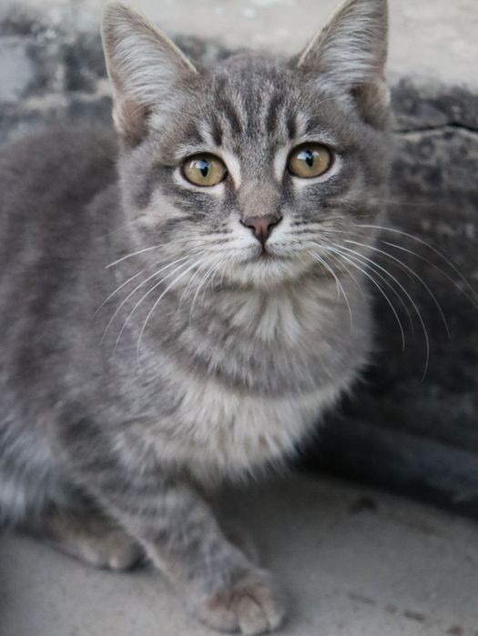 Пристраиваются в добрые руки котята.