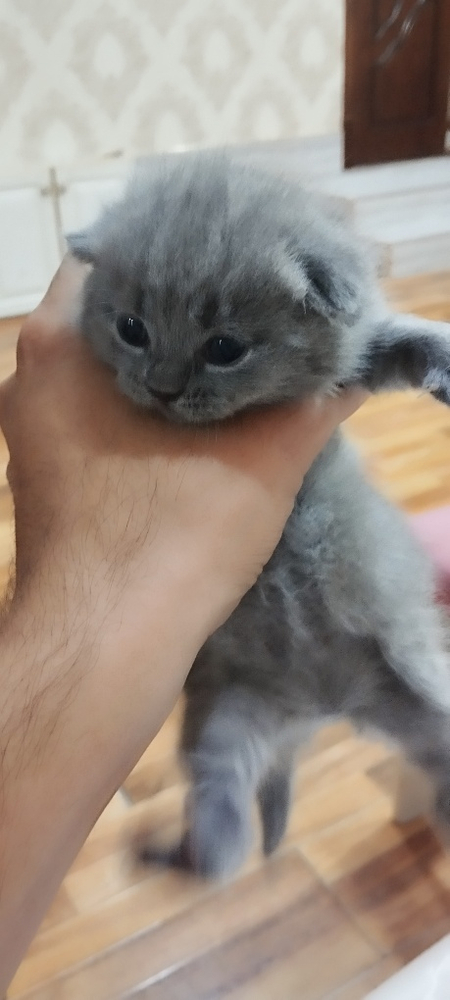Продается котенок
