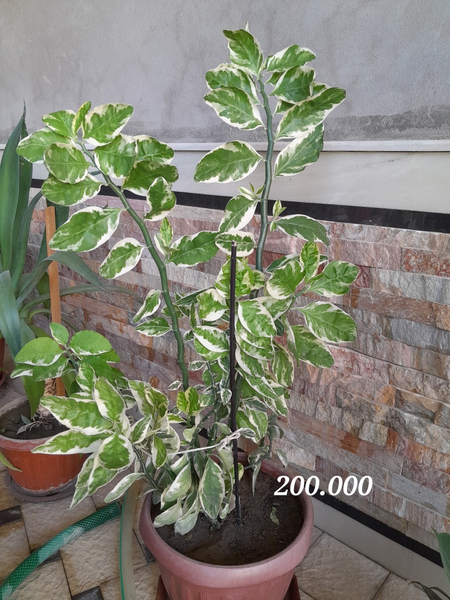 Хонаки гуллар уй ва офис учун