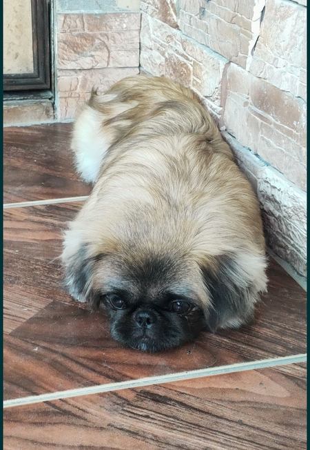 Pekines zoti toza