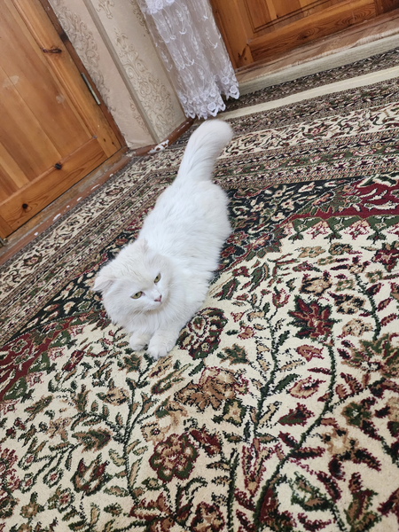 Продаётся кошка Хайленд фолд