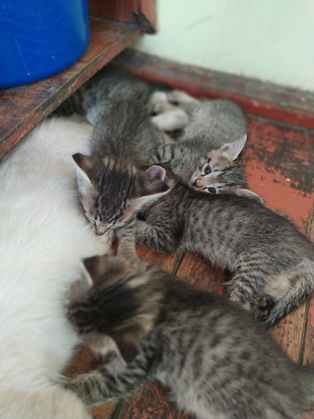 Отдам даром двухмесячных котят в хорошие руки.