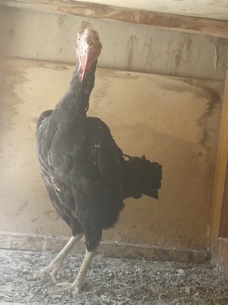 Tovuq sotiladi samarqand