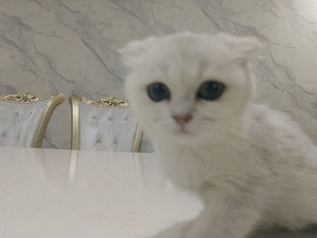 Серибристий шиншилла мальчик