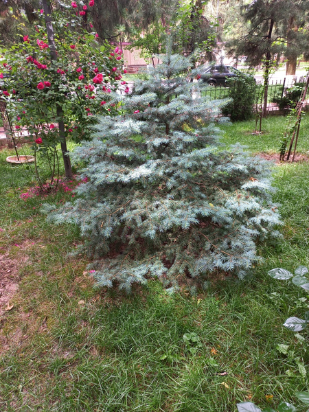 Продам голубую ель