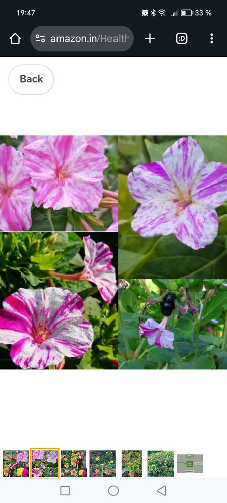 мирабилис семена/mirabilis urugi