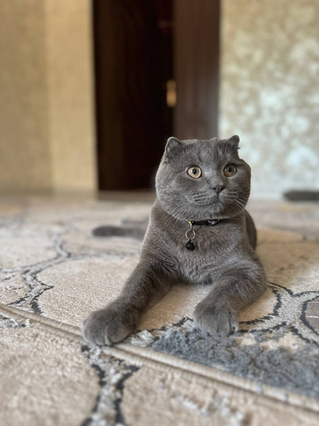 Вязка Scottish Fold.