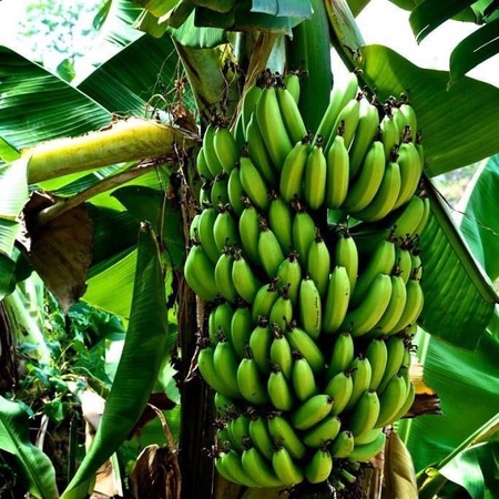 Banan ko'chatlar sotiladi