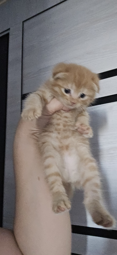 Шотландский рыжий фолд девичка