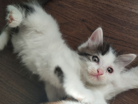 Котята отдаются даром
