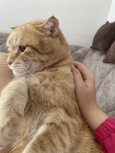 Очень милый и умный кот скоттиш