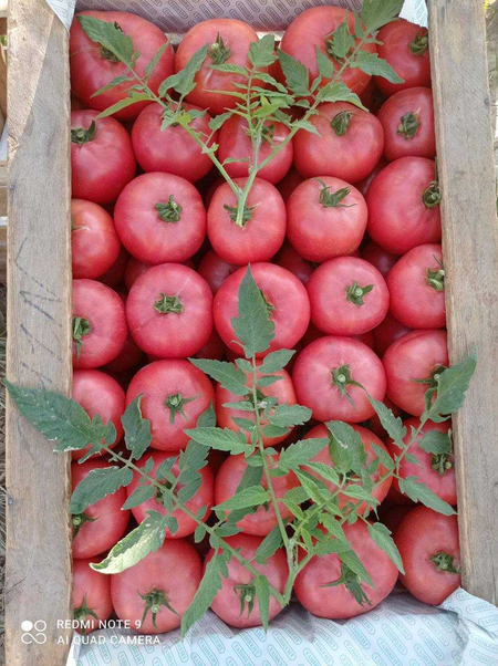 Pomidor urug'lari ishonchli va sifatli