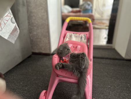 Чистокровные котики