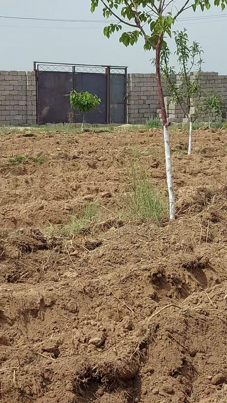 Dacha Дача 6 sot yer  Piskent