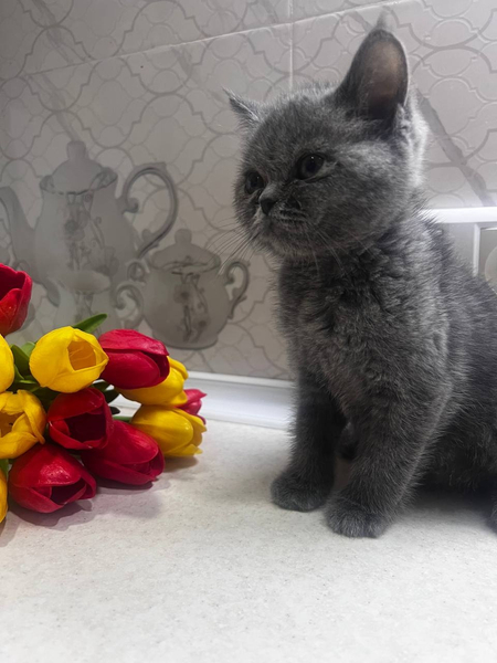 Скотиш страйт девочка