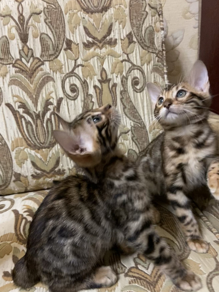 Бенгальские котята!