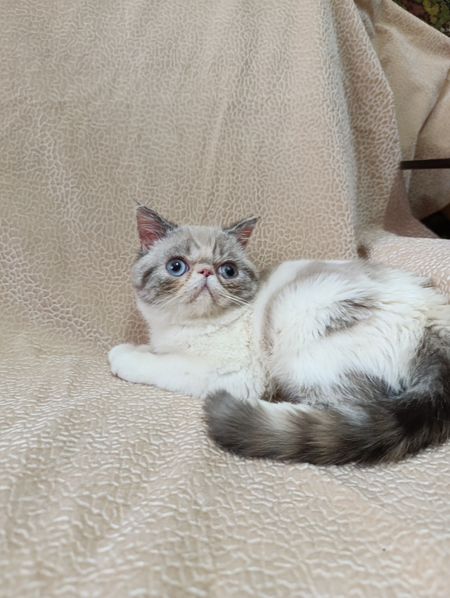 Экзотический котенок