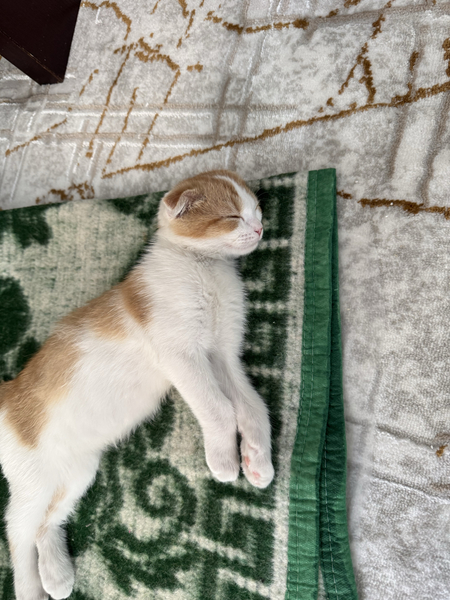 скоттиш фолд