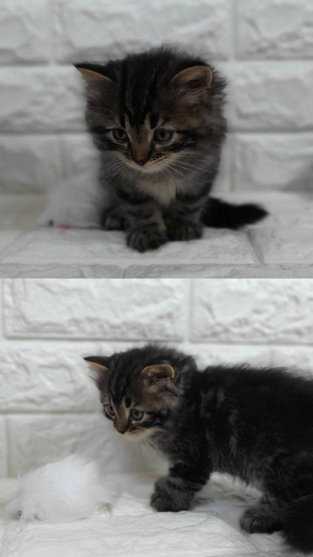 Котята скотиш страйт и скотиш фолд