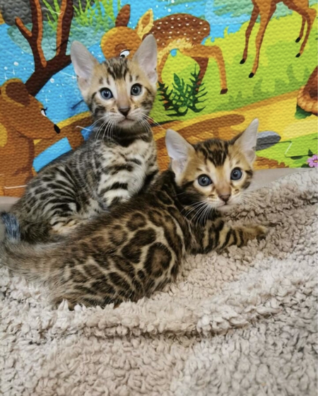 Продаётся бенгальские котята