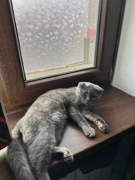 Вислоухая британская кошка