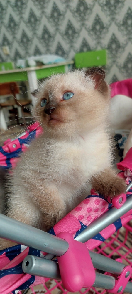 Пародистые котёнки