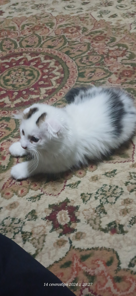 Котята - вислоухие ,